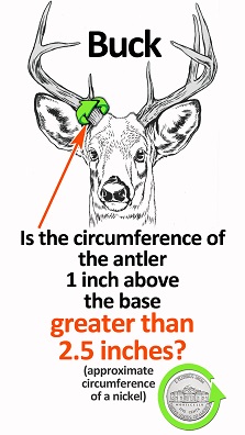 Deer - Telecheck